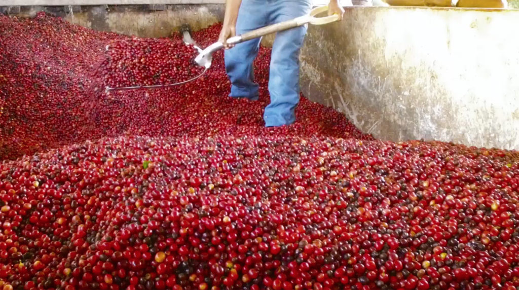 Our Story – Opus Coffee